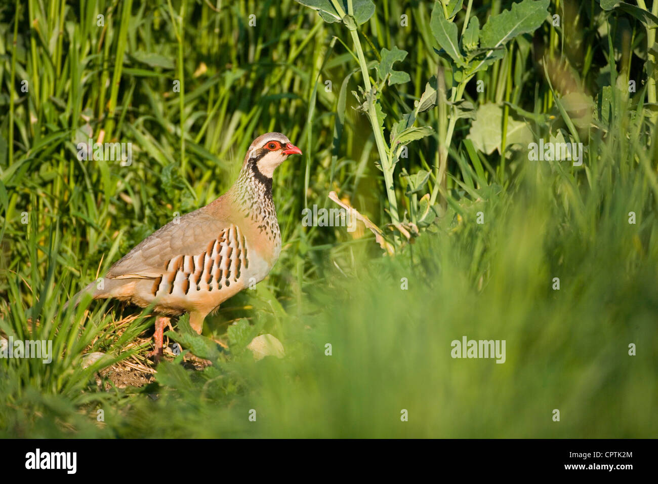 Red-legged Partridge. (alectoris rufa Stock Photo - Alamy
