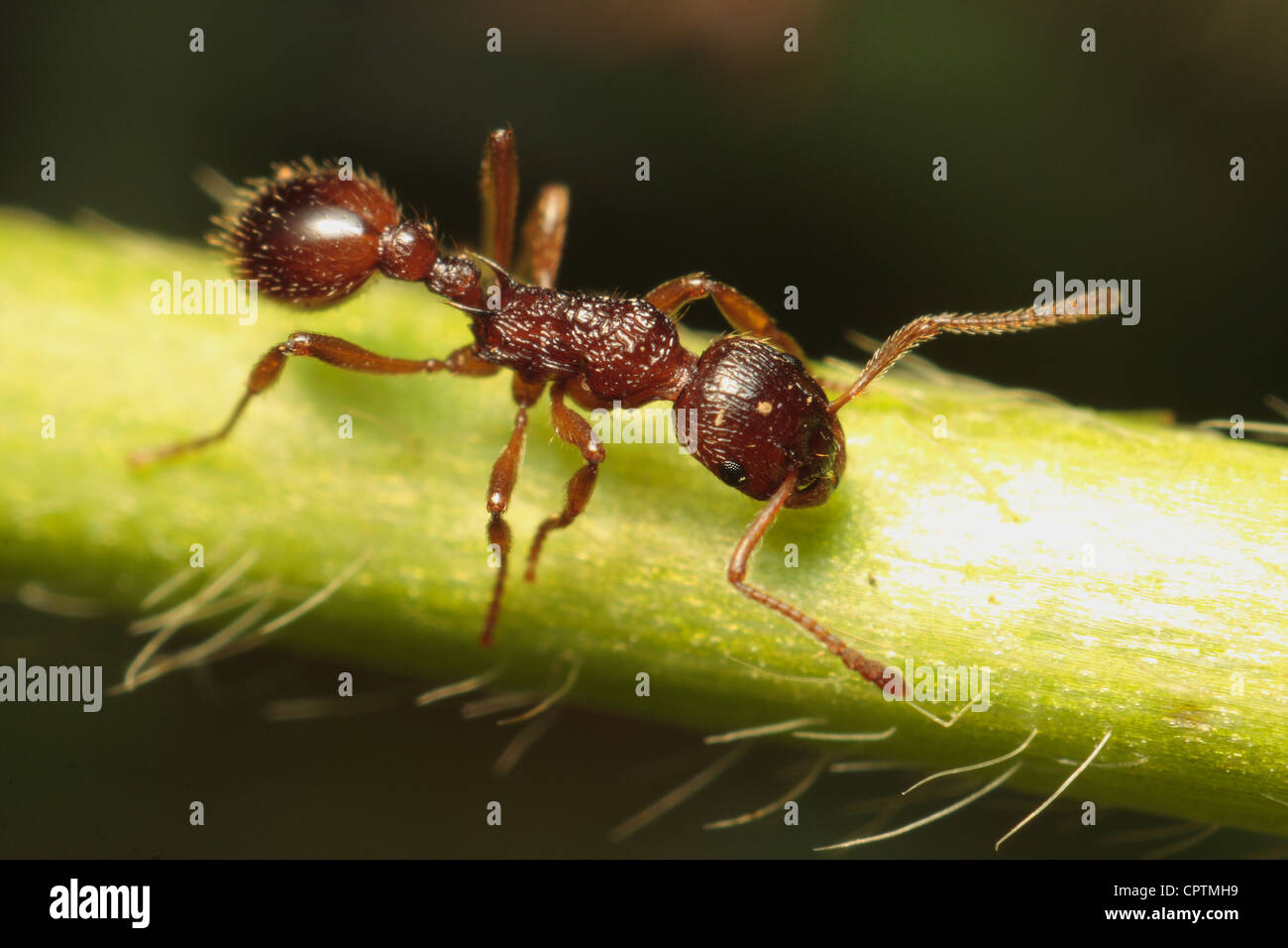Ant british macro hi-res stock photography and images - Alamy