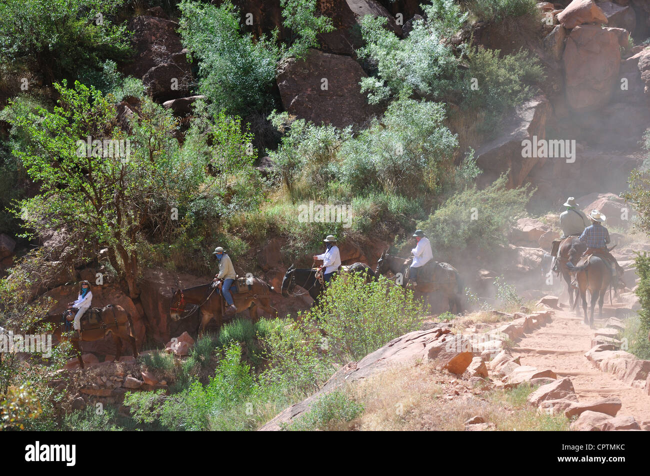 Mule ride, Bright Angel trail, Grand Canyon National Park, Arizona, USA ...