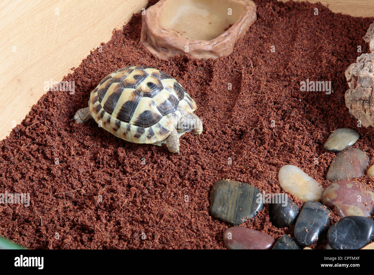 Tortoise on a bed of sand and pebbles with a water feeder Stock Photo ...