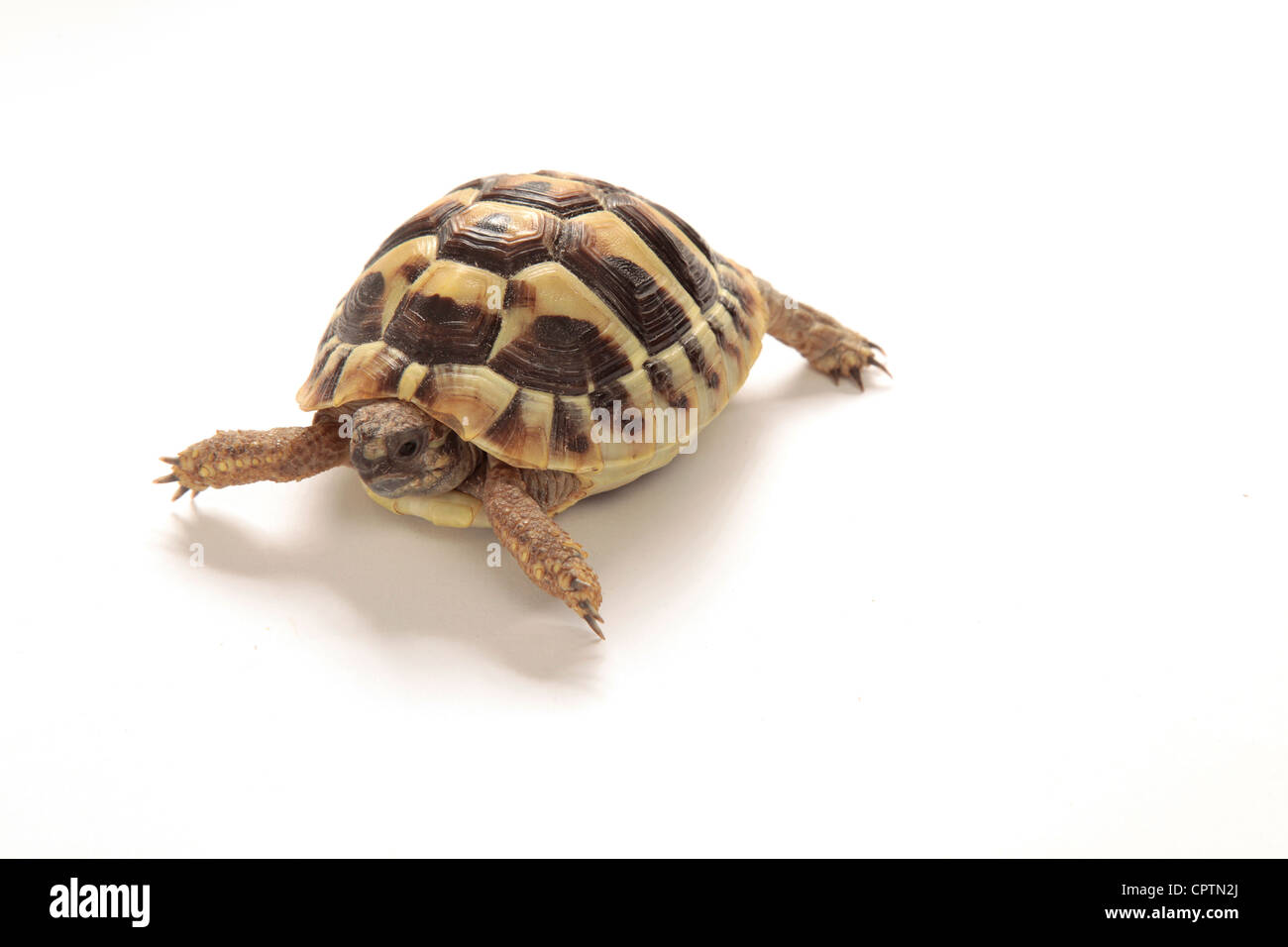 Tortoise on a white cut out background Stock Photo - Alamy