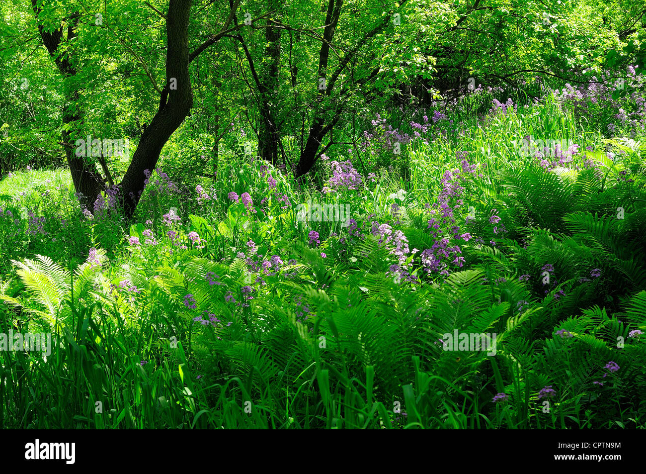 Hillside meadow of ferns and flocks in Northern Illinois Stock Photo ...