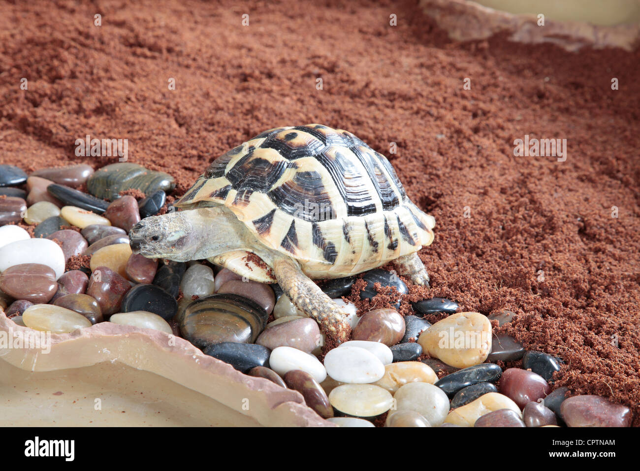 Tortoise on a bed of sand and pebbles Stock Photo - Alamy
