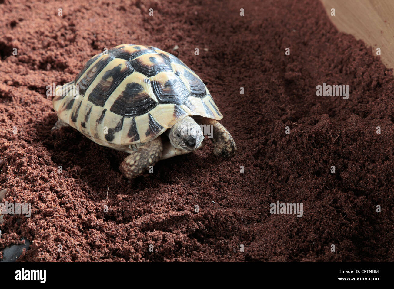 Tortoise on a bed of sand Stock Photo - Alamy