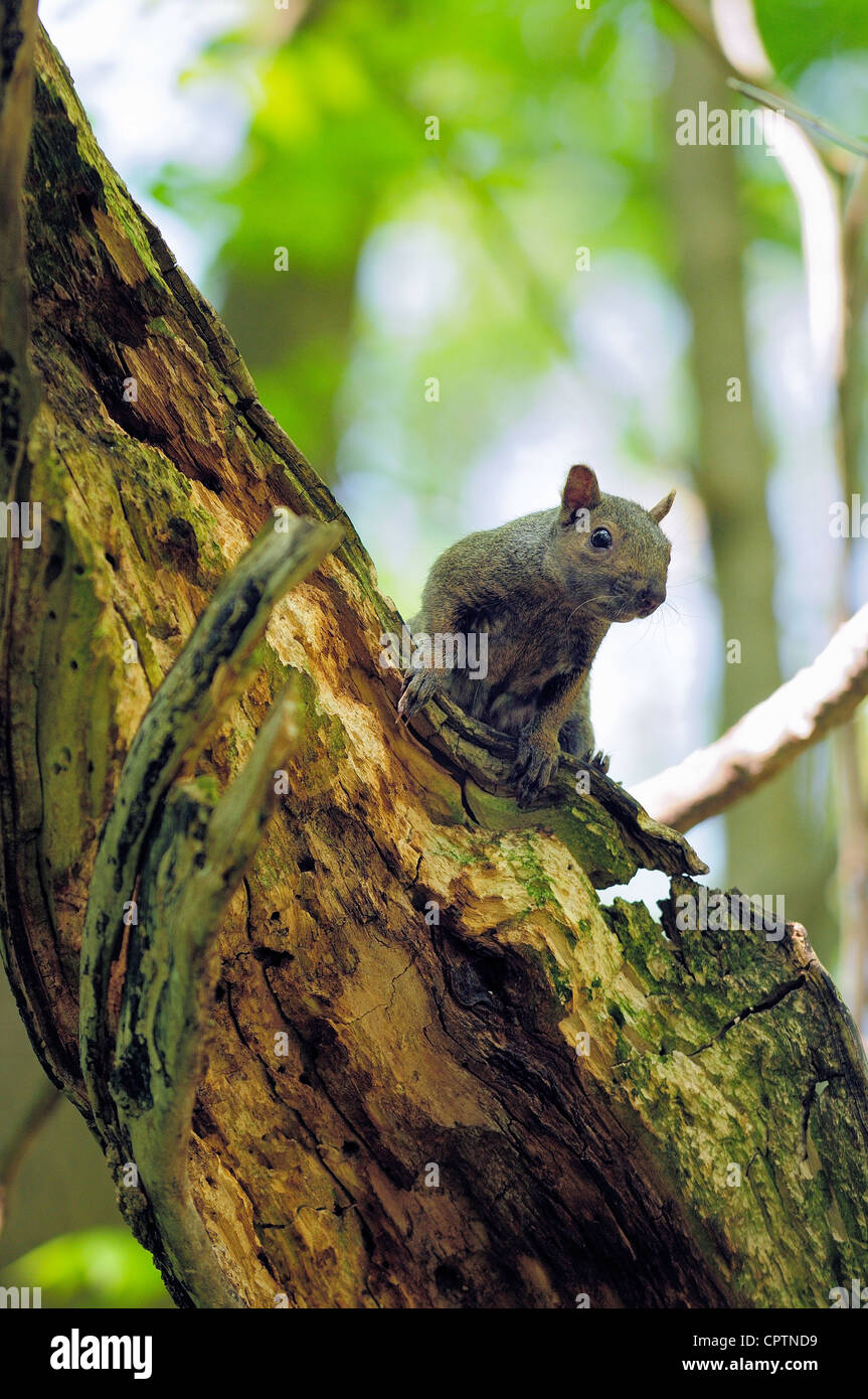 Tree squirrel perch hi-res stock photography and images - Alamy