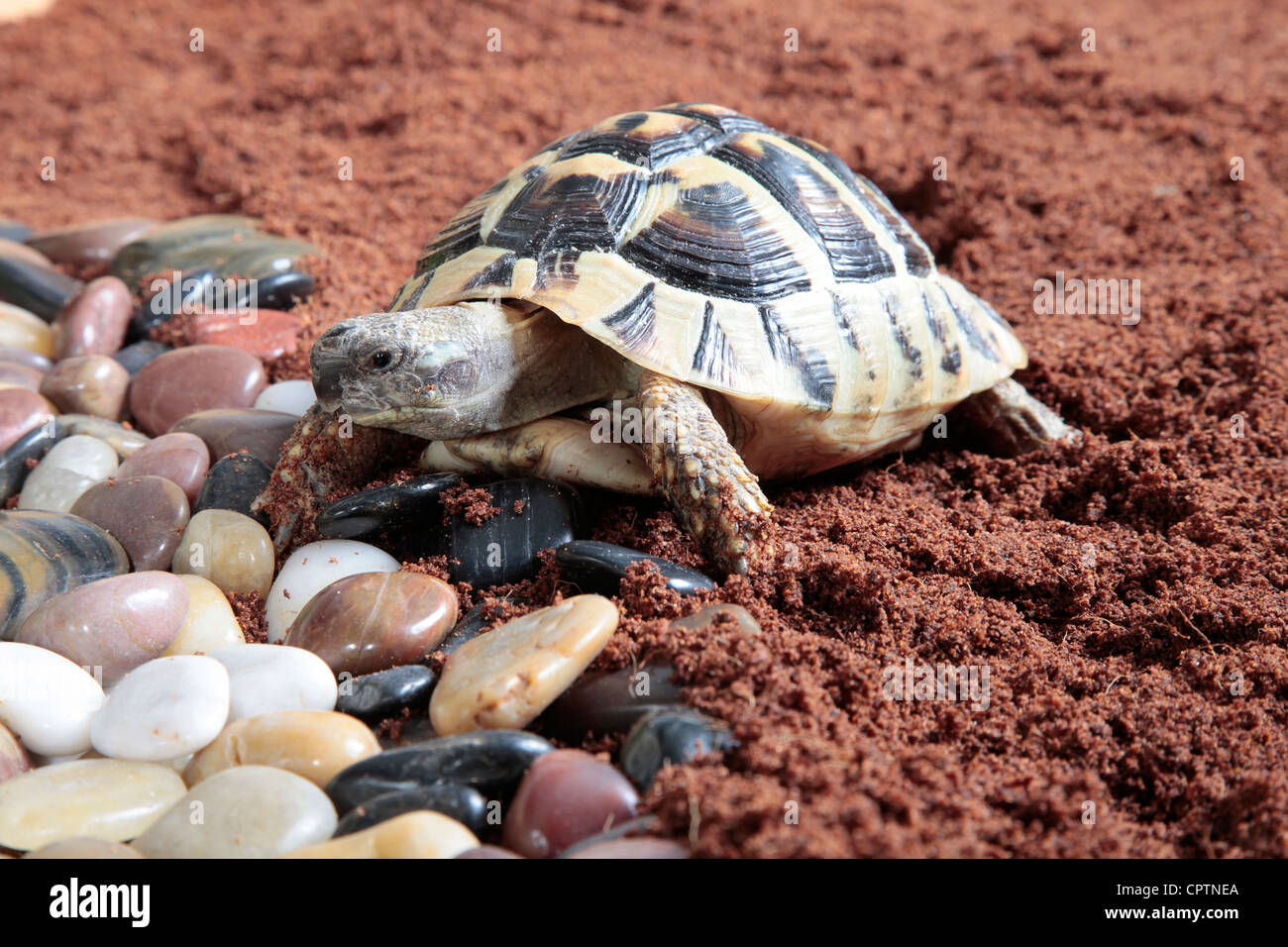 Tortoise on a bed of sand and pebbles Stock Photo - Alamy