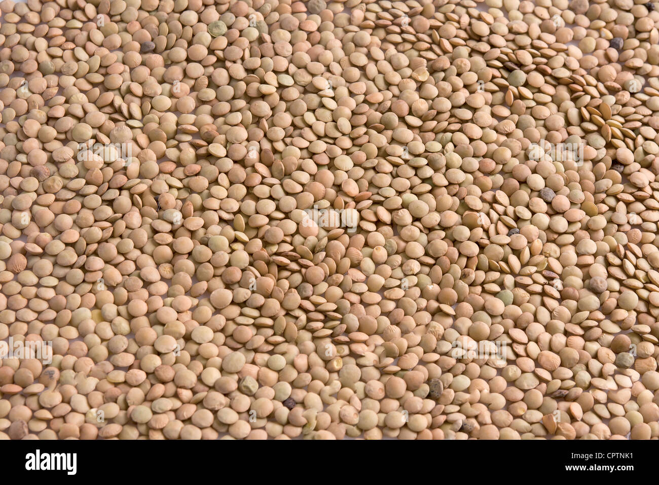 Lentils on white background Stock Photo - Alamy
