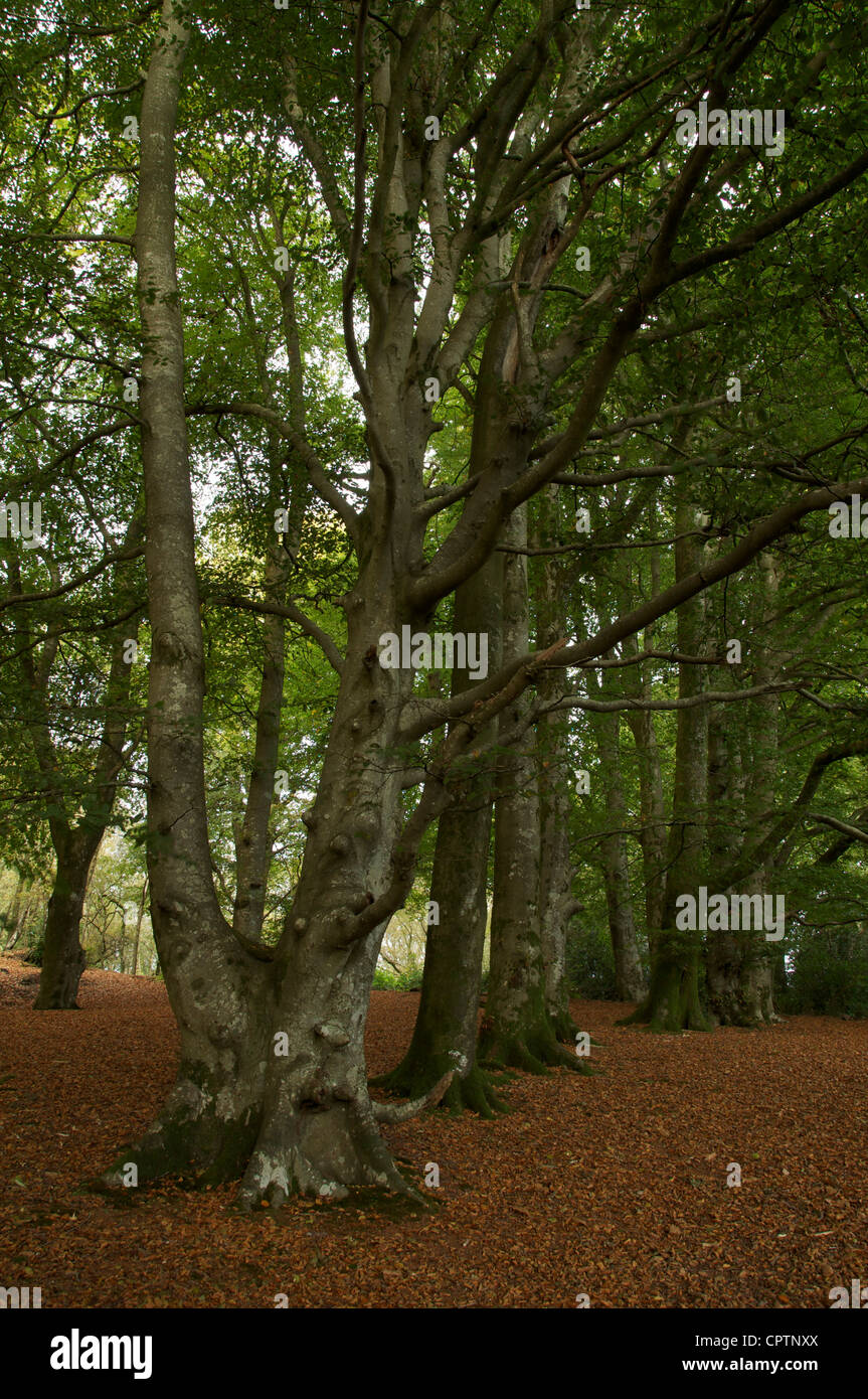 A grove of Beech trees growing in English woodland in the early autumn ...