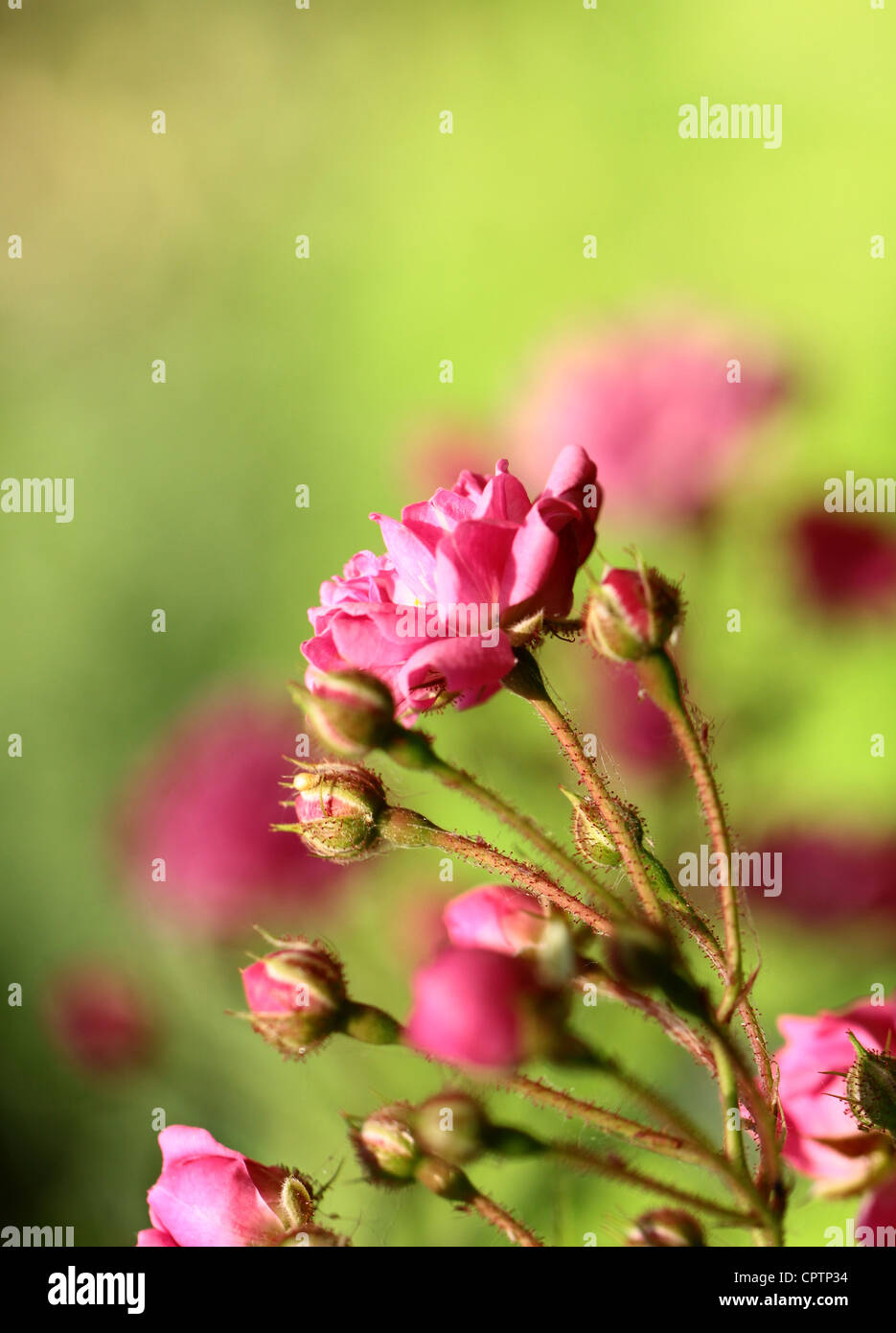 small decorative roses in a garden Stock Photo - Alamy