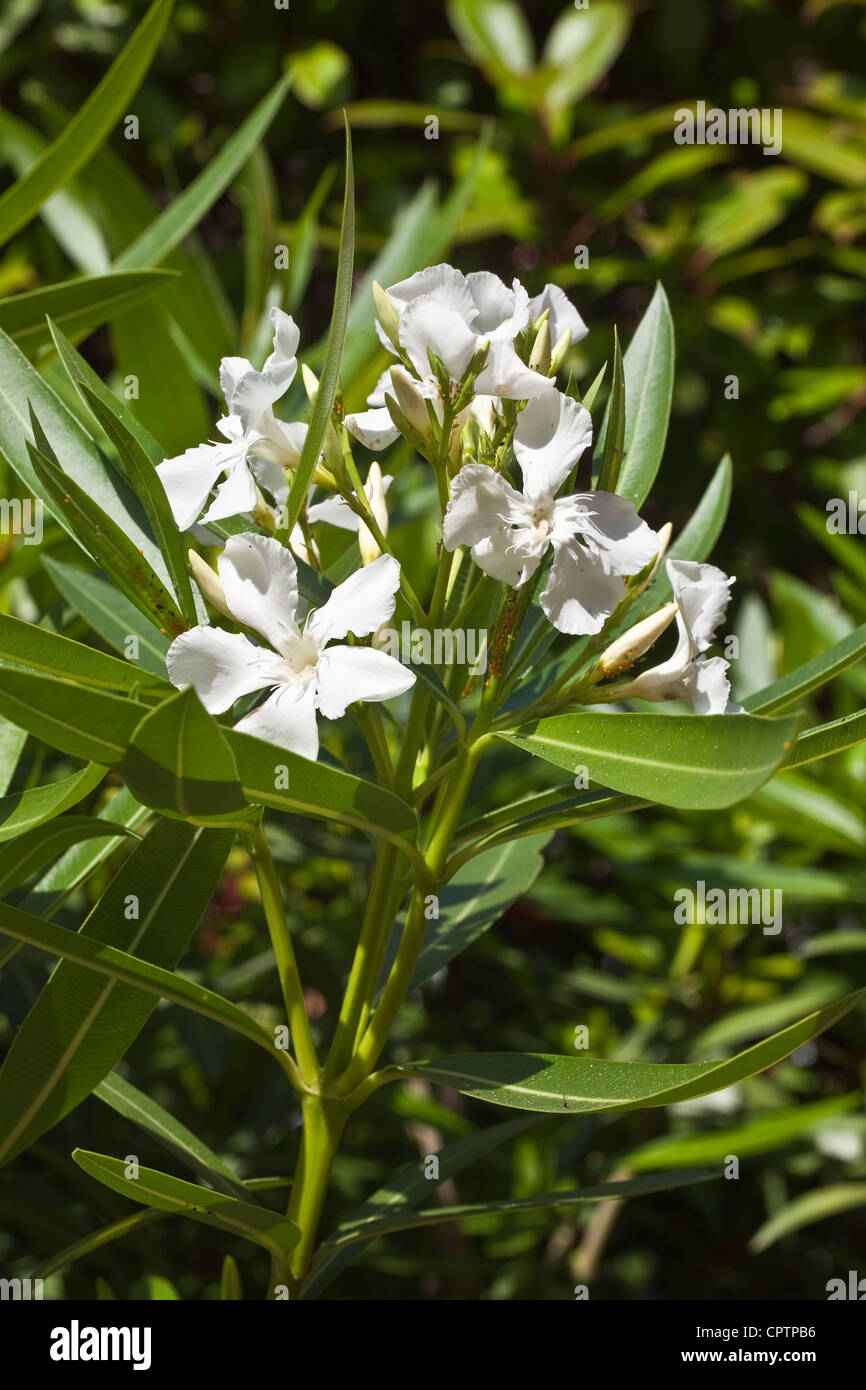 Flowers :White Laurel (White Oleander Stock Photo - Alamy