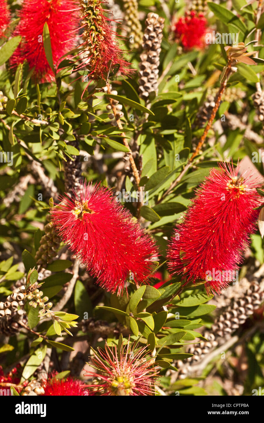 Red callistemon hi-res stock photography and images - Alamy
