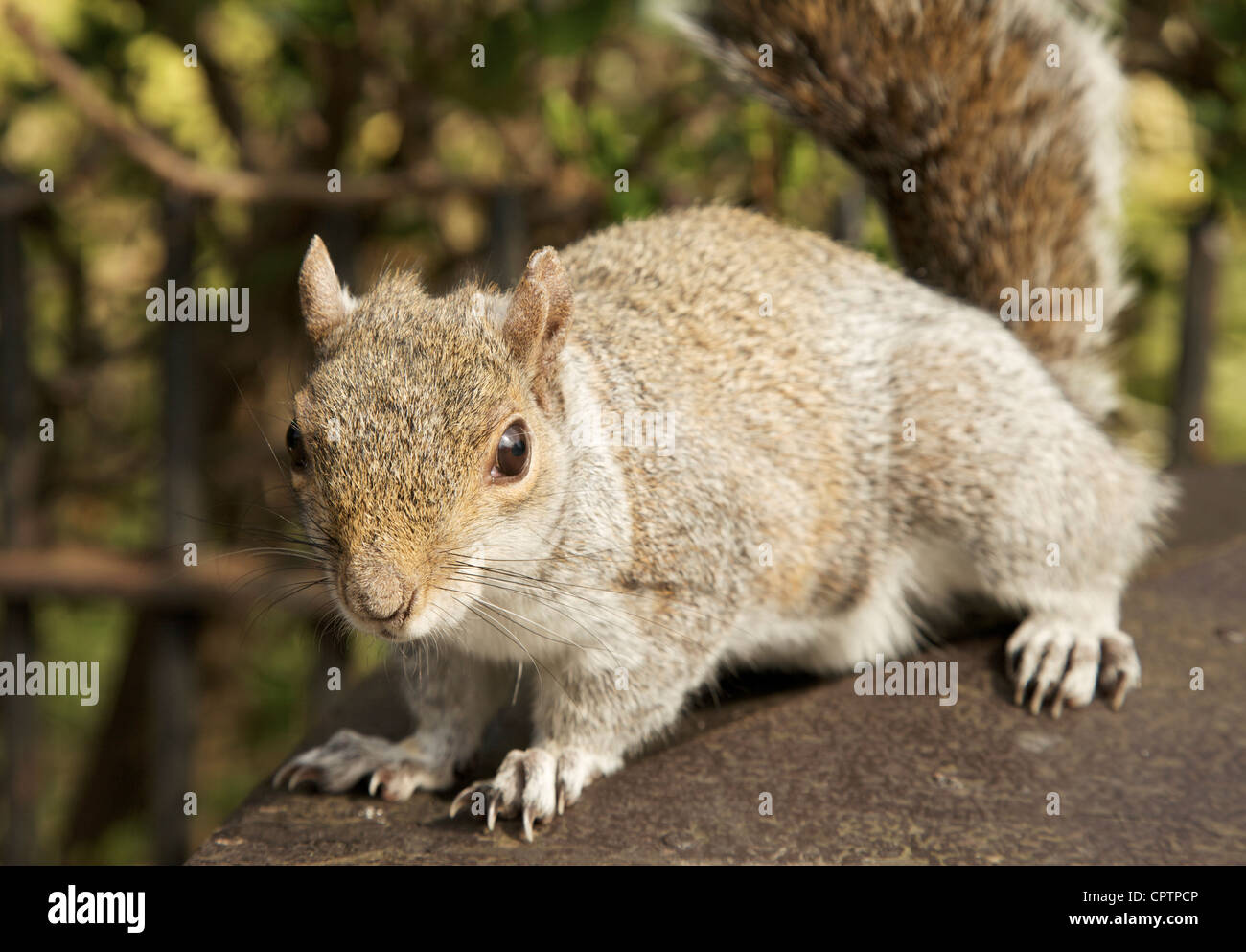 A gray squirrel at Regents Park in London, UK Stock Photo - Alamy