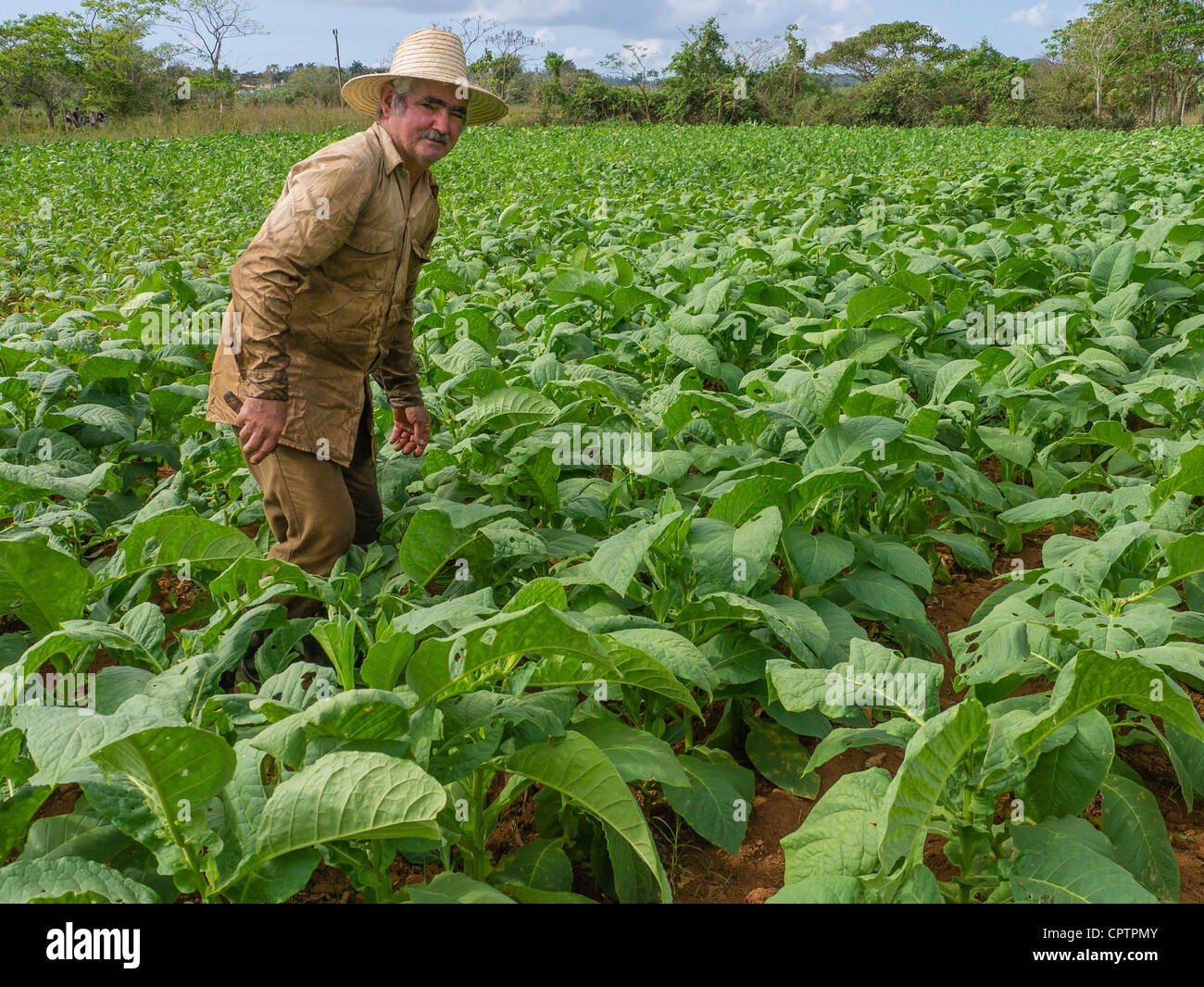 An older Cuban adult male farmworker harvests tobacco in the green ...