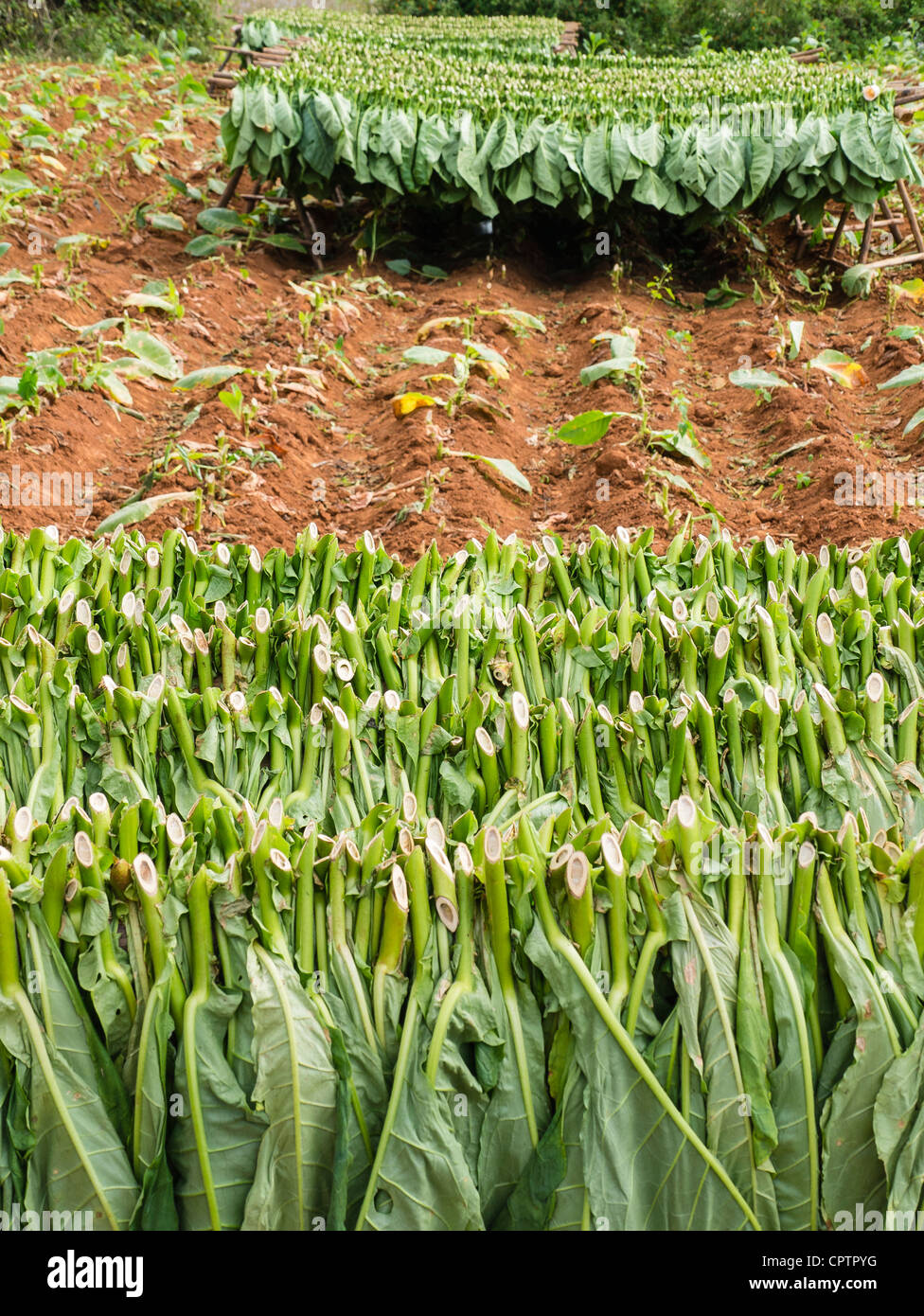 Green Tobacco Leaves Stock Photos & Green Tobacco Leaves Stock Images ...