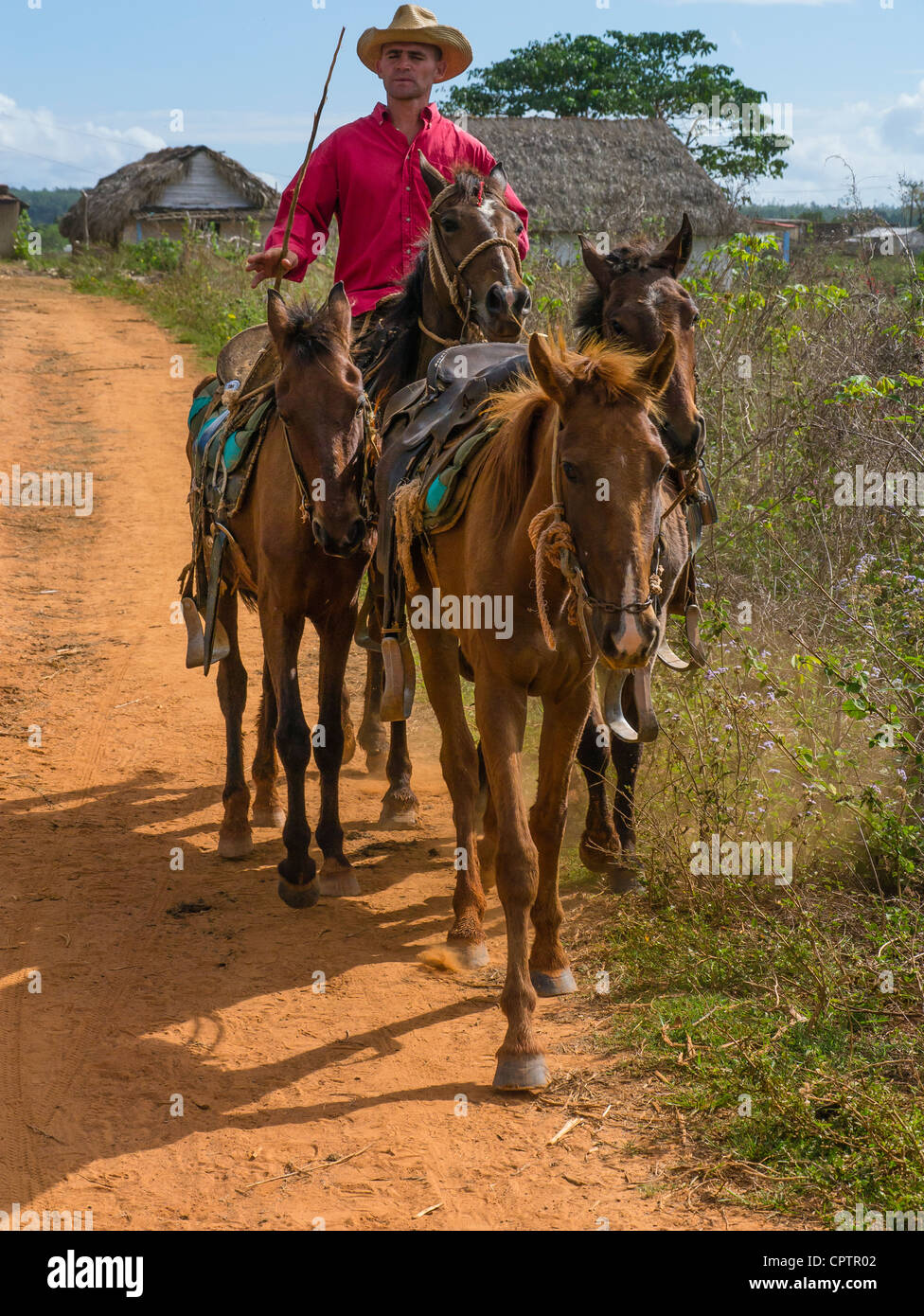 A 20-30 year old Cuban cowboy rides horseback with two other horses ...