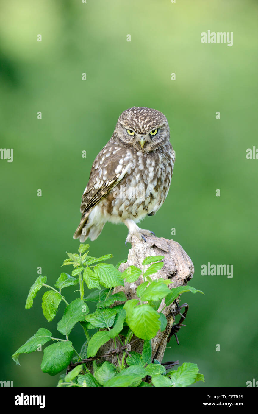Little owl hi-res stock photography and images - Alamy