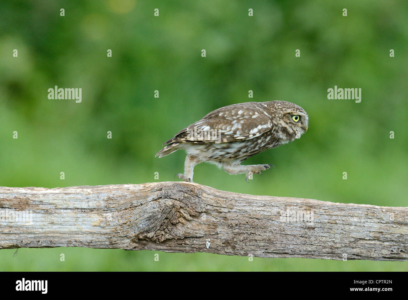 Owl walk hi-res stock photography and images - Alamy