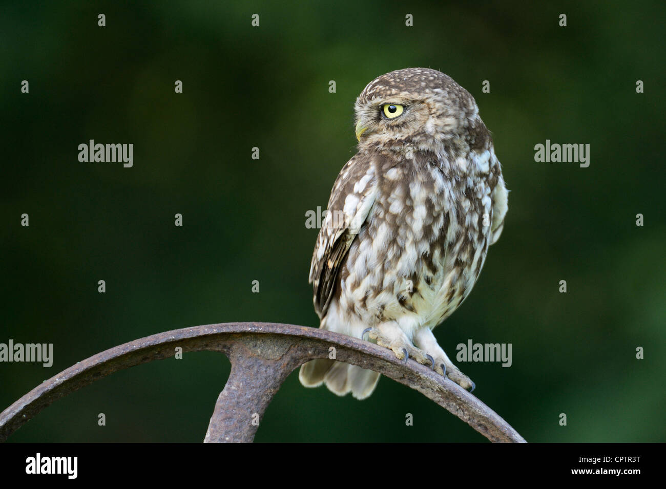 Little owl behavior hi-res stock photography and images - Alamy