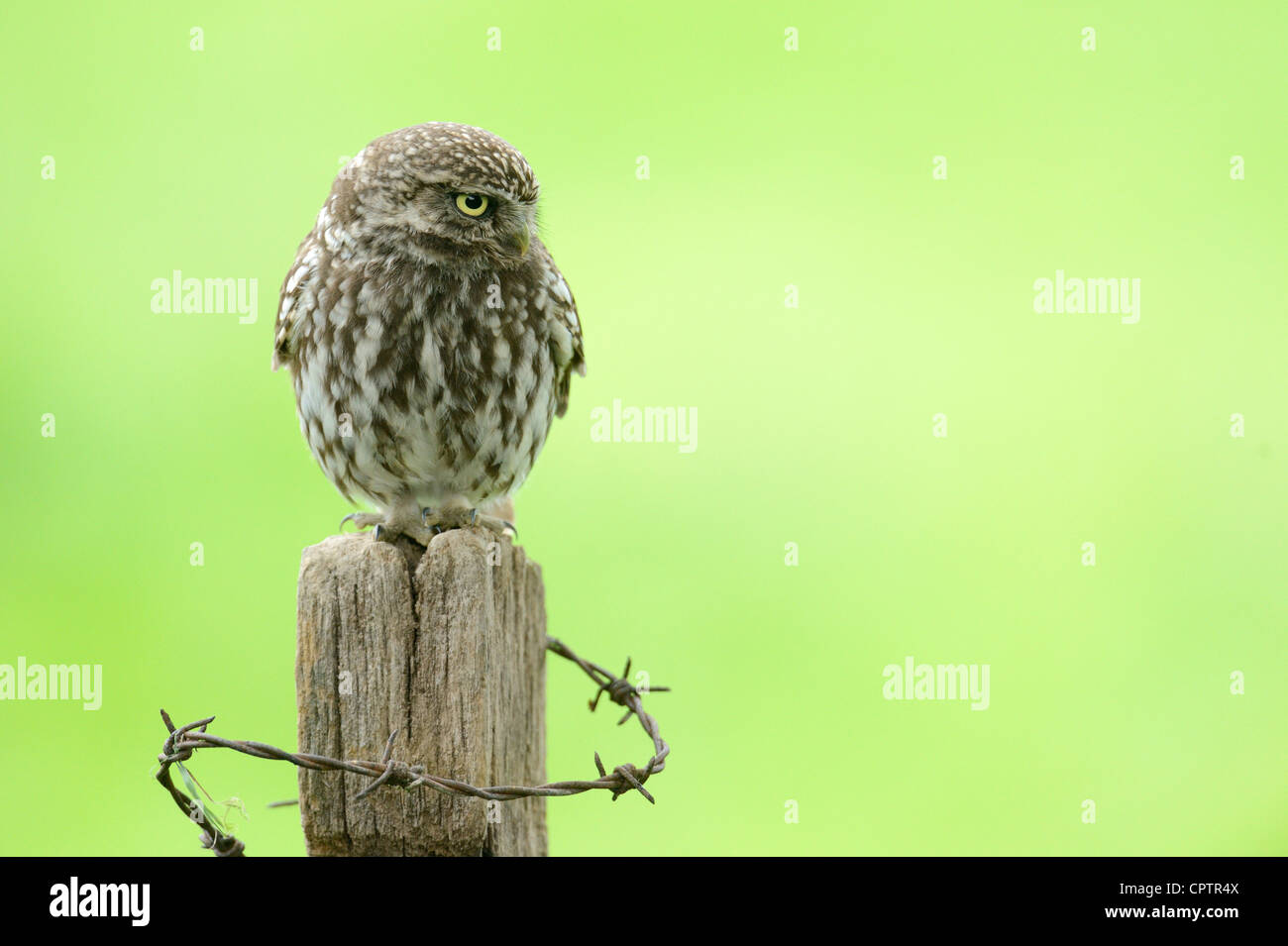 Little owl behavior hi-res stock photography and images - Alamy