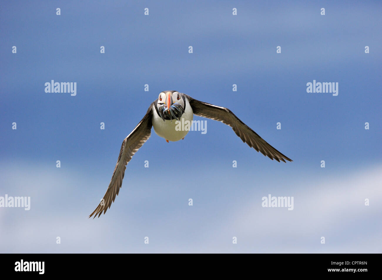 A puffin in flight Stock Photo - Alamy