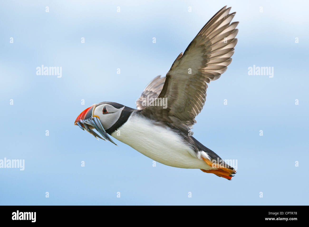 A puffin in flight Stock Photo - Alamy