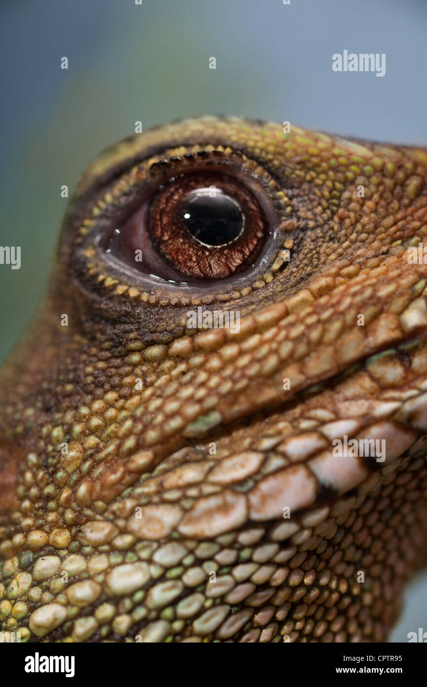 Detail of a Chinese Water Dragon showing face eye head skin pupil Stock ...
