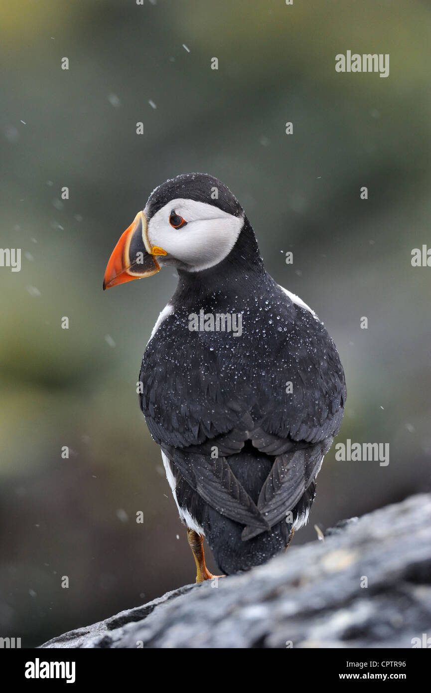 Back of puffin hi-res stock photography and images - Alamy