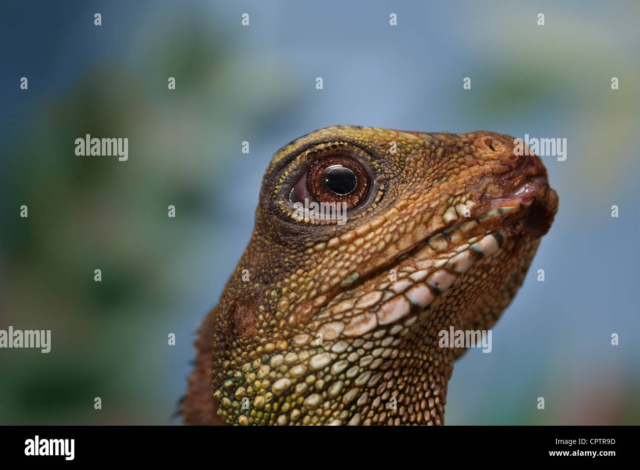 Detail of a Chinese Water Dragon showing face eye head skin pupil Stock ...