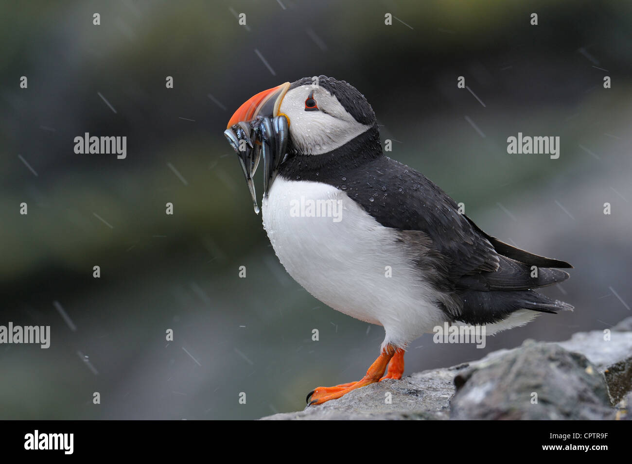 Puffin behavior hi-res stock photography and images - Alamy
