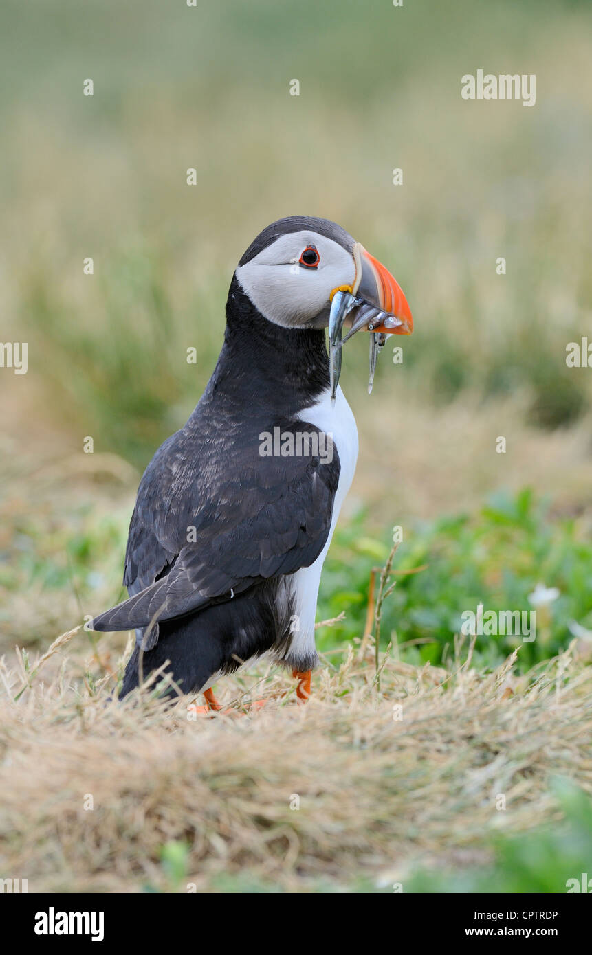 Puffin habitat hi-res stock photography and images - Alamy