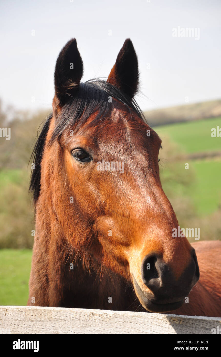 head of a chestnut horse Stock Photo - Alamy