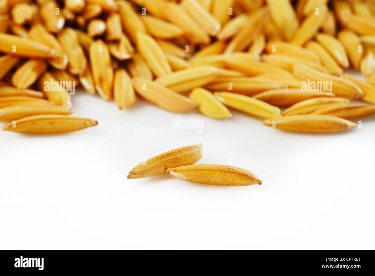 close up paddy grain on white background Stock Photo - Alamy