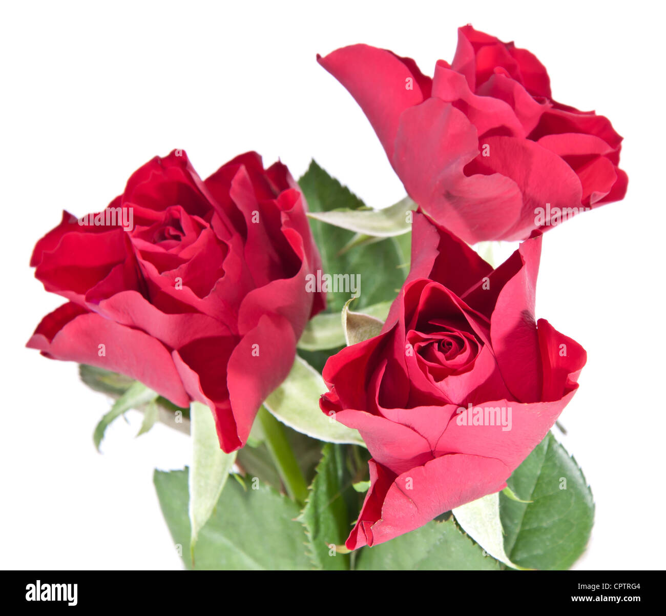 Three roses isolated on white background Stock Photo - Alamy
