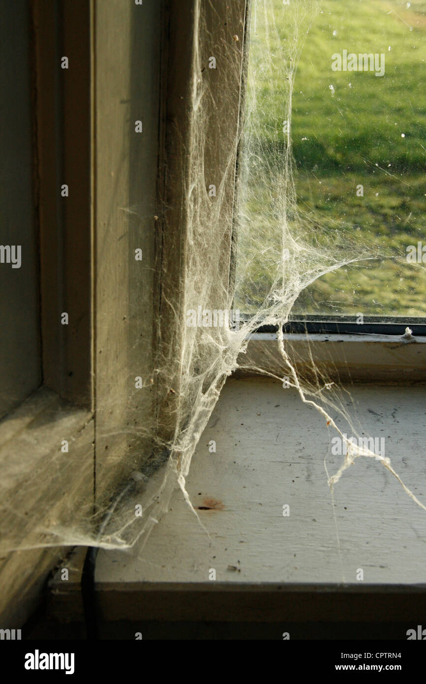 Cobwebs in window sill interior Stock Photo - Alamy
