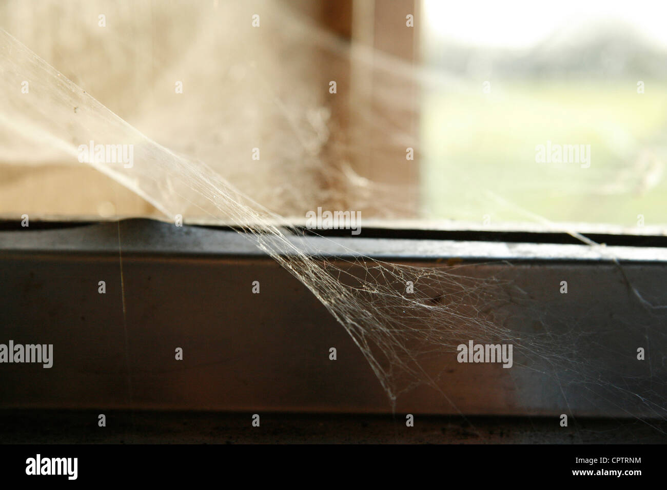 Cobweb on interior window sill Stock Photo - Alamy