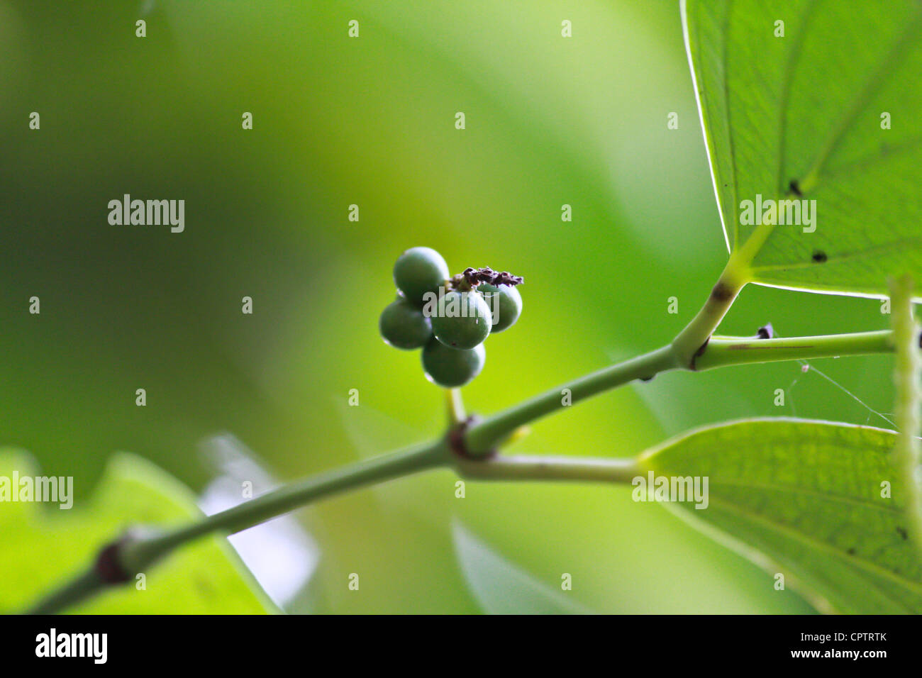 Common pepper hi-res stock photography and images - Alamy