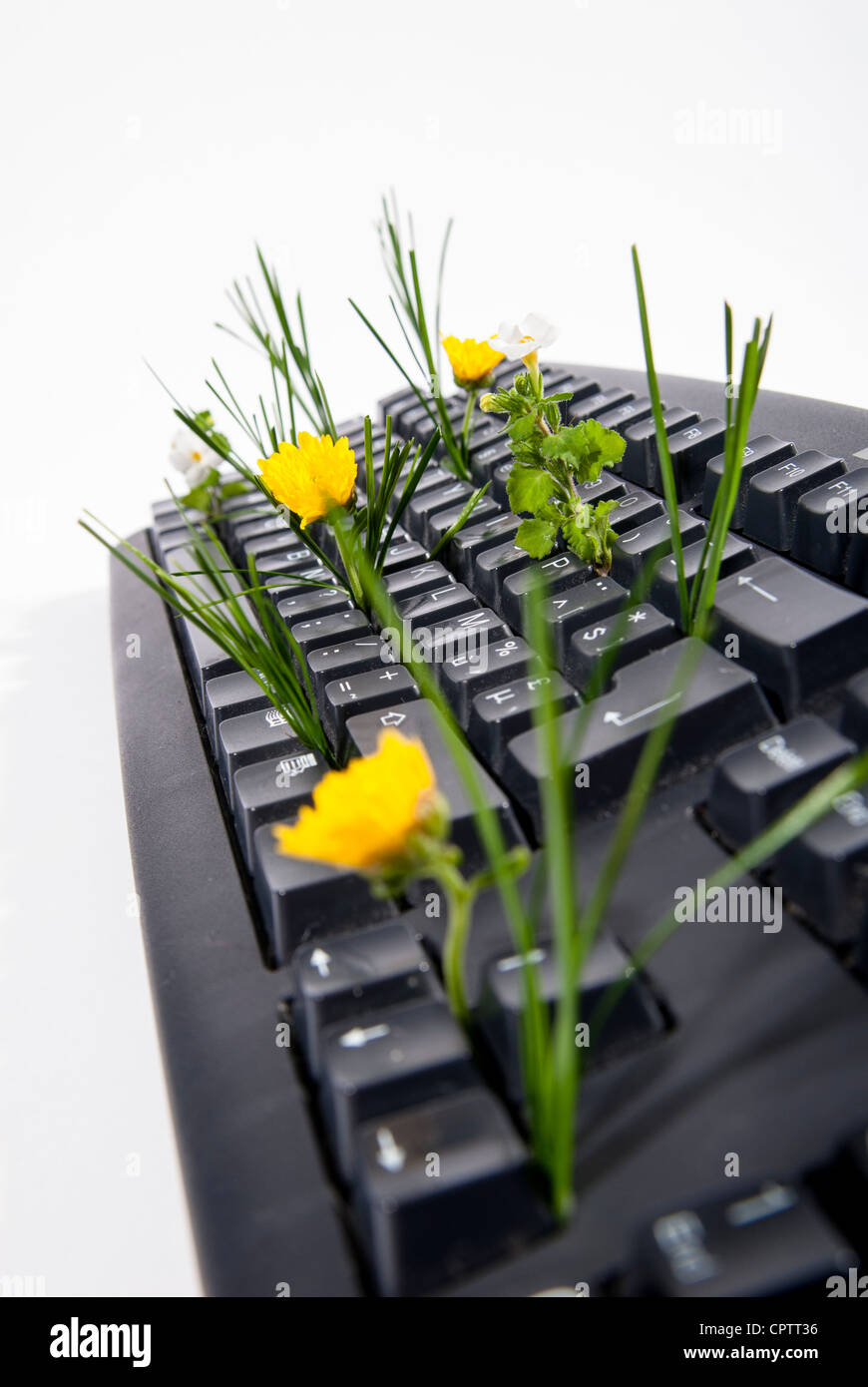 grass and flowers growing from keyboard Stock Photo - Alamy