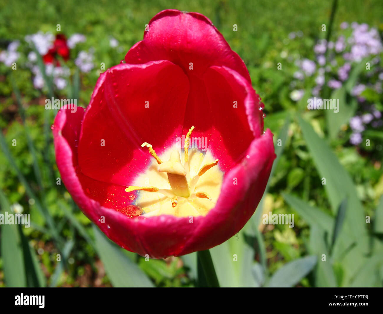 Inside of red tulip Stock Photo - Alamy