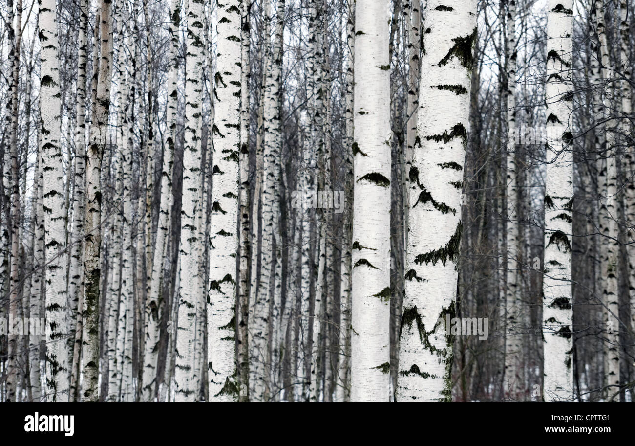 Birch trees forest background texture Stock Photo - Alamy