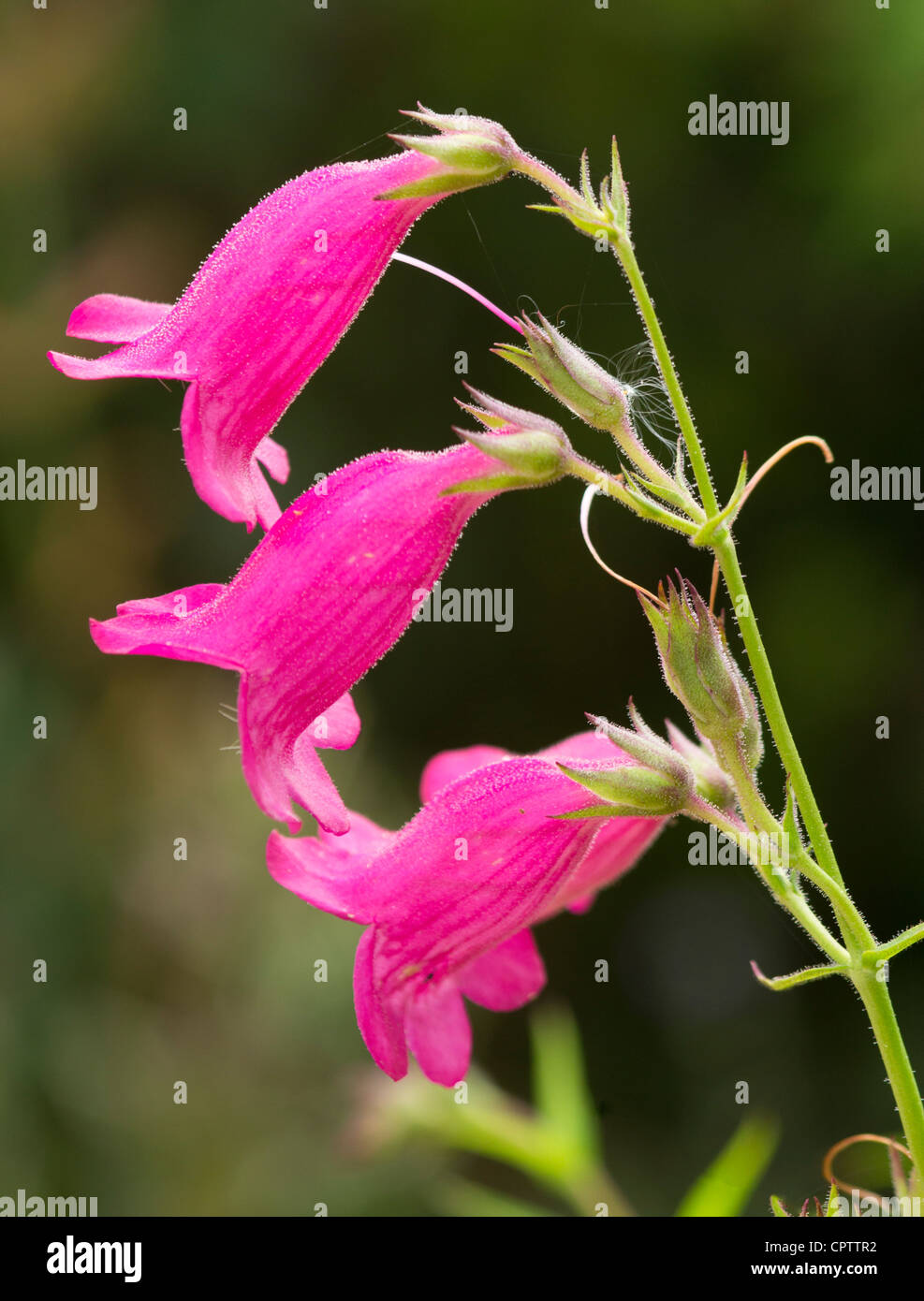 Pink tubular flower hi-res stock photography and images - Alamy