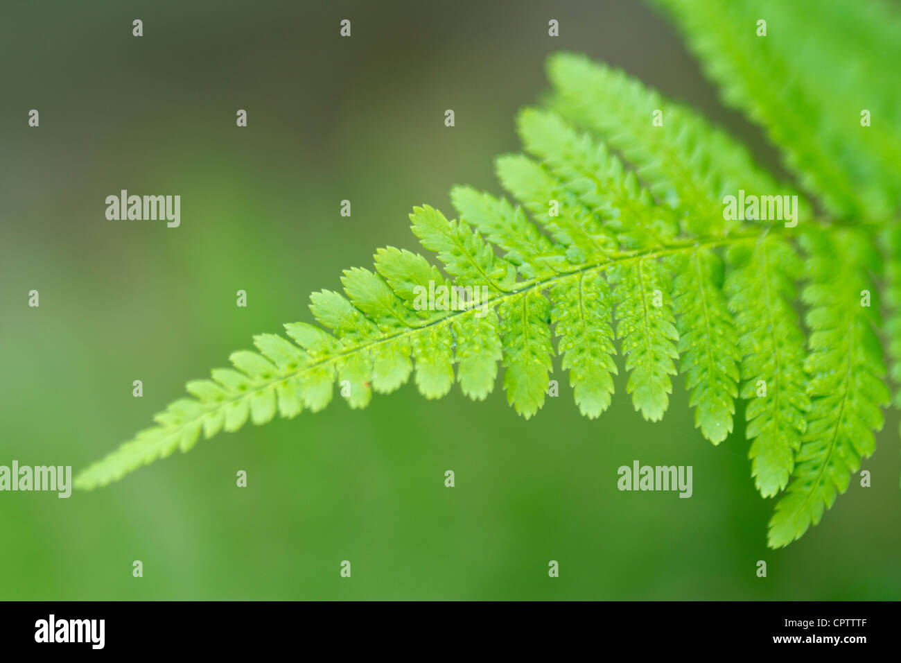 Monilophytes hi-res stock photography and images - Alamy