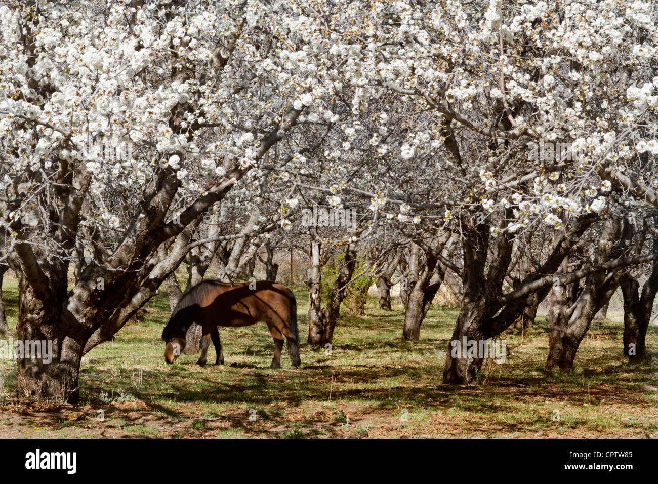 Cherry blossoms; Ponies in a Cherry Orchard Stock Photo - Alamy