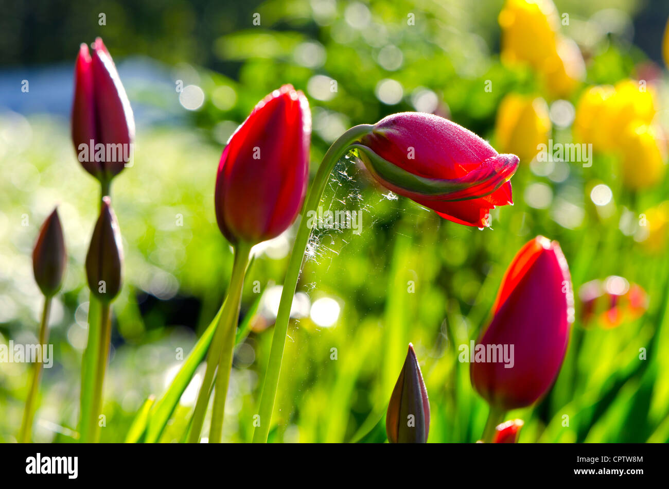 Floral sunlight hi-res stock photography and images - Alamy