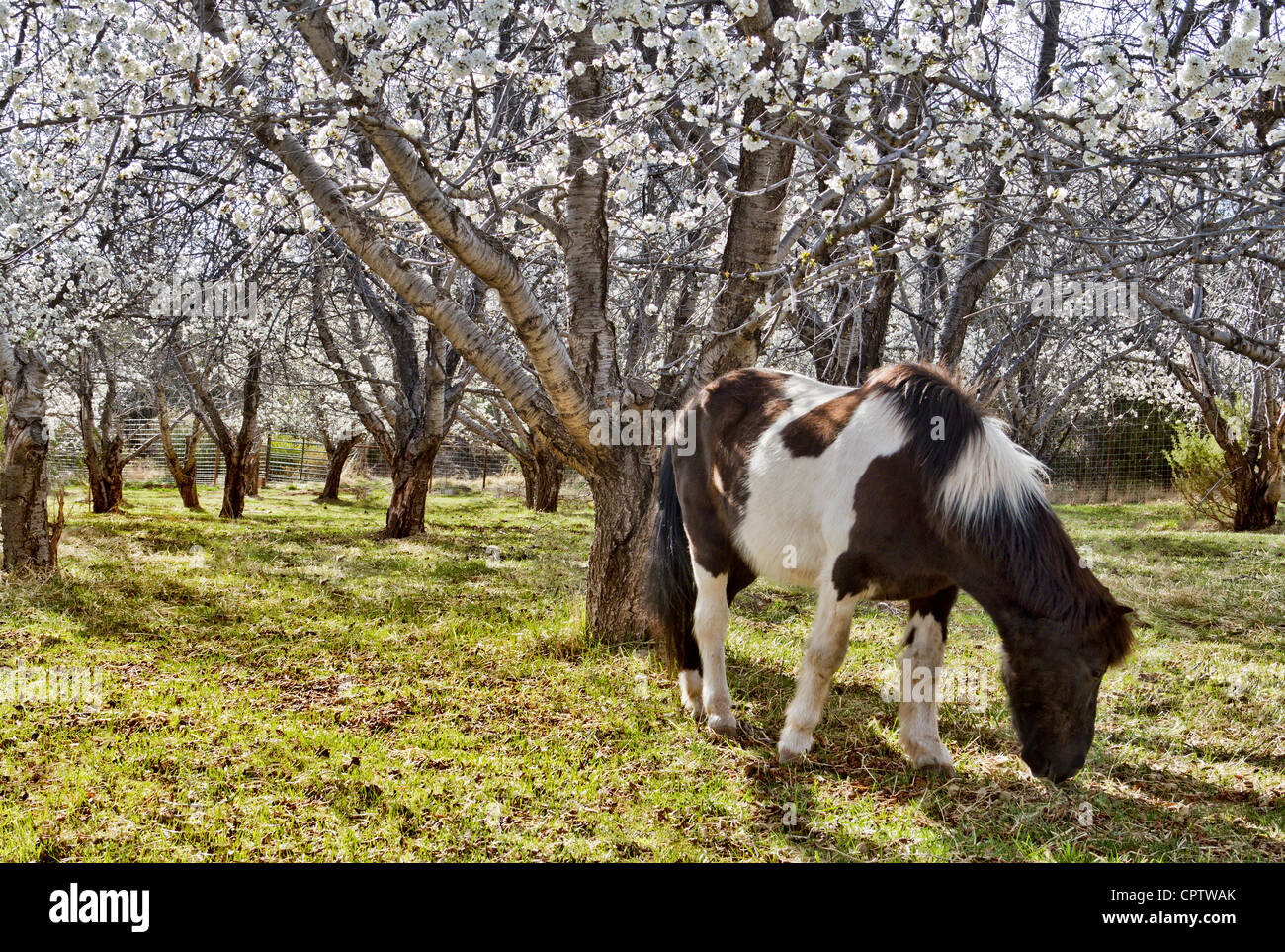 Cherry blossoms; Ponies in a Cherry Orchard Stock Photo - Alamy