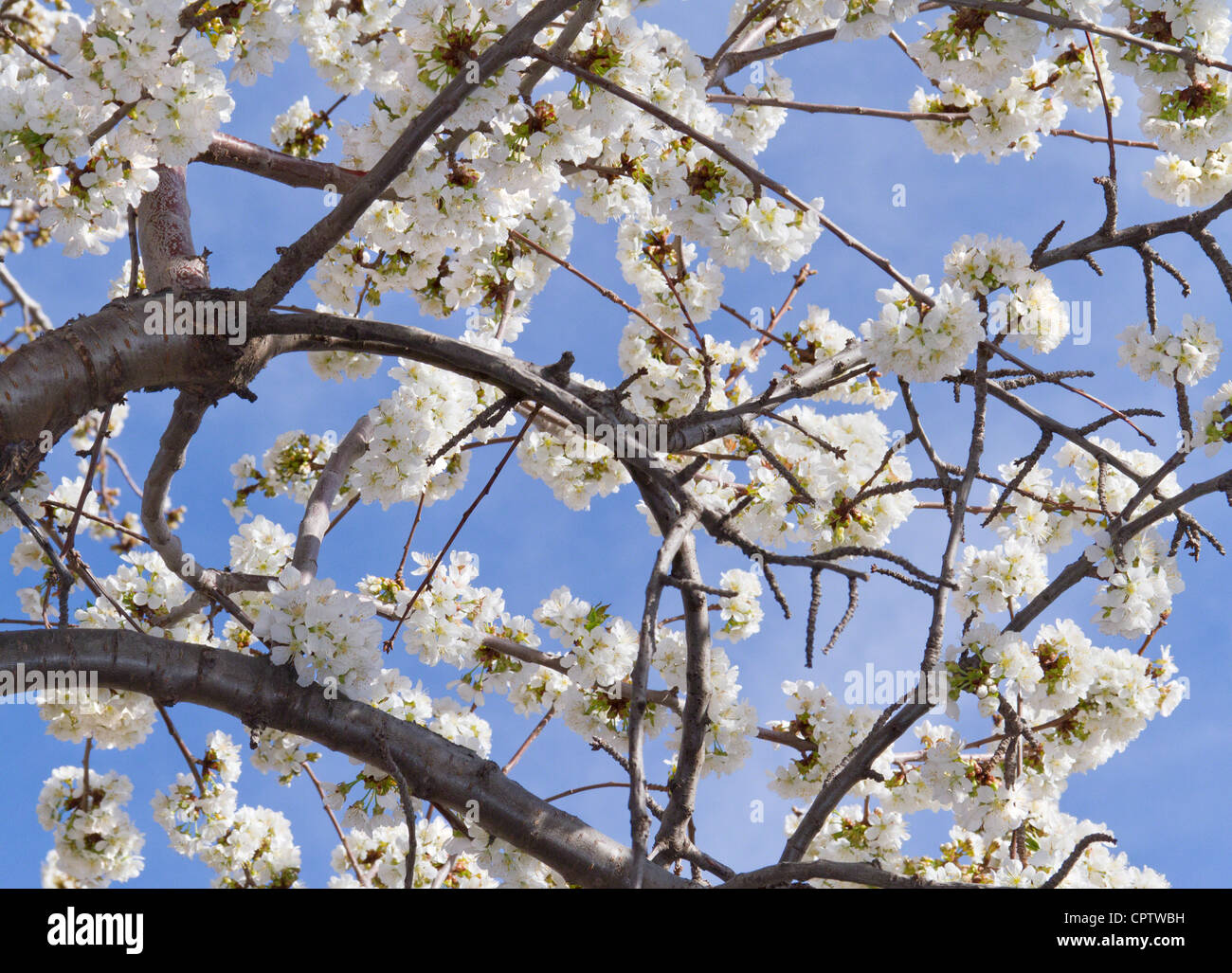 Cherry blossoms; Ponies in a Cherry Orchard Stock Photo - Alamy