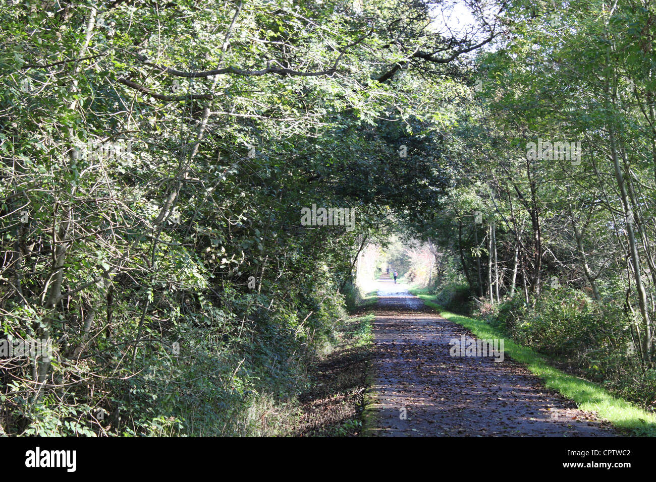 tree tunnel into the light lone walker pathway Stock Photo - Alamy