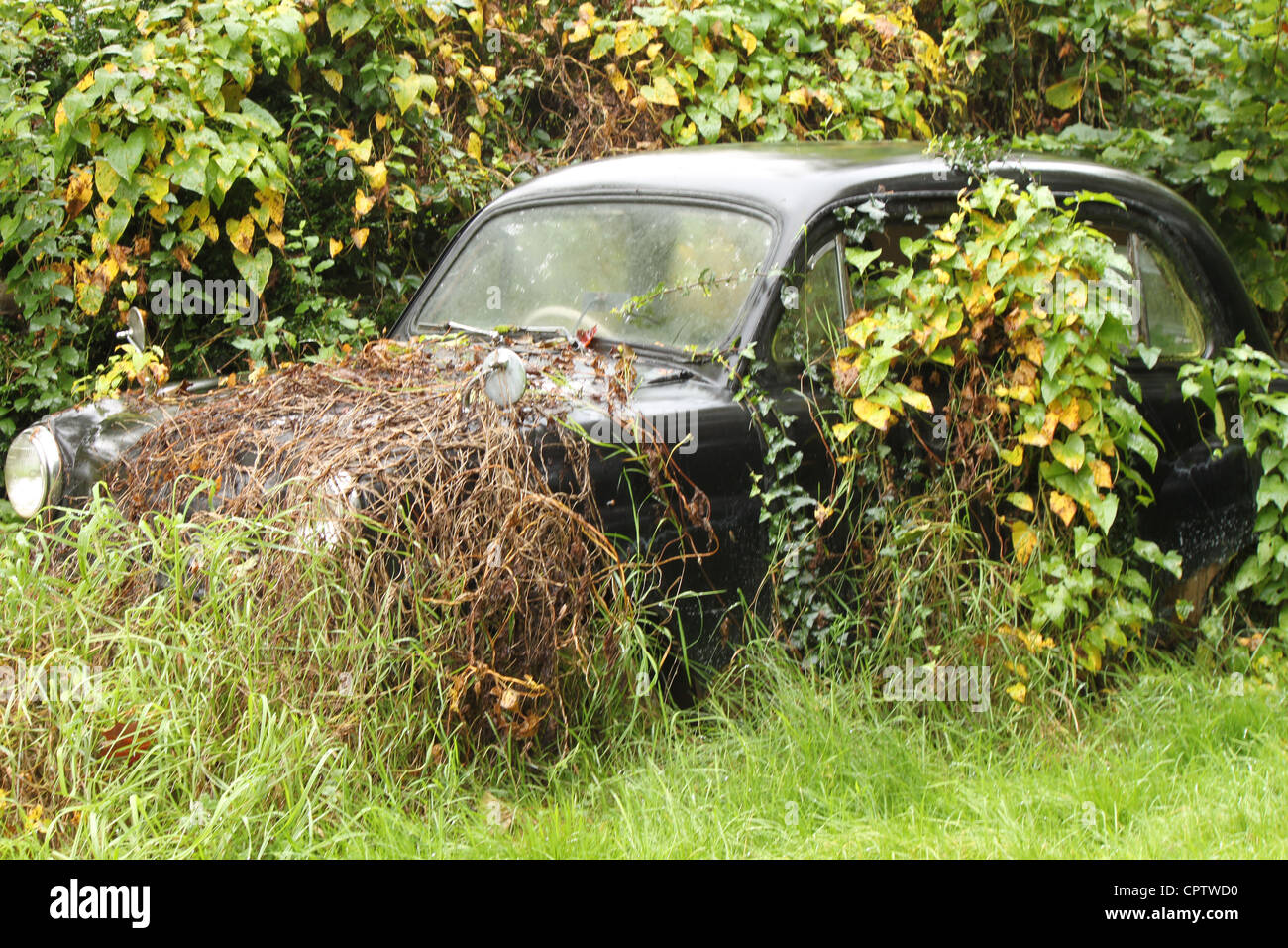 Car overgrown by weeds Stock Photo - Alamy