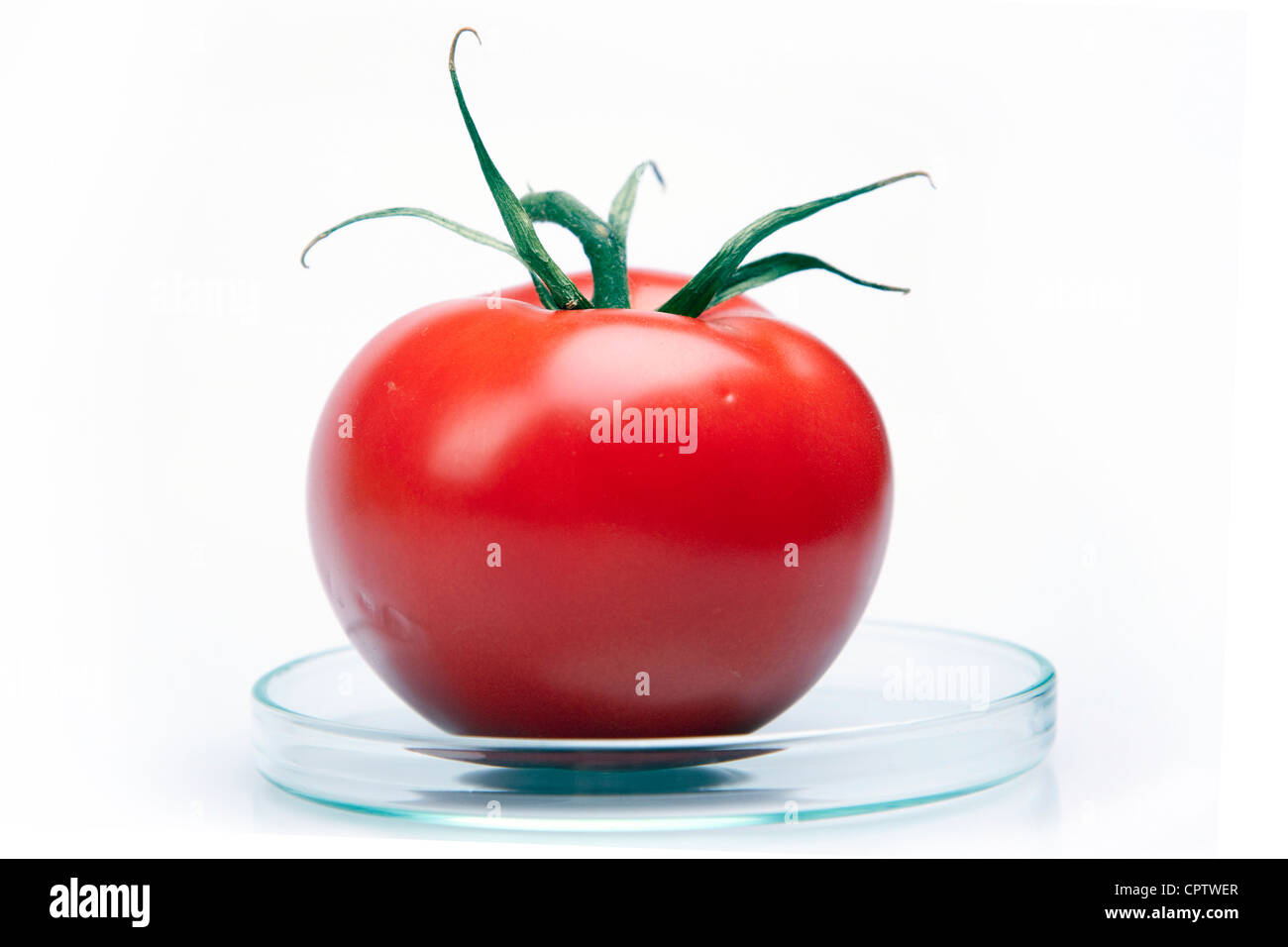 Genetically modified food tomato hi-res stock photography and images - Alamy