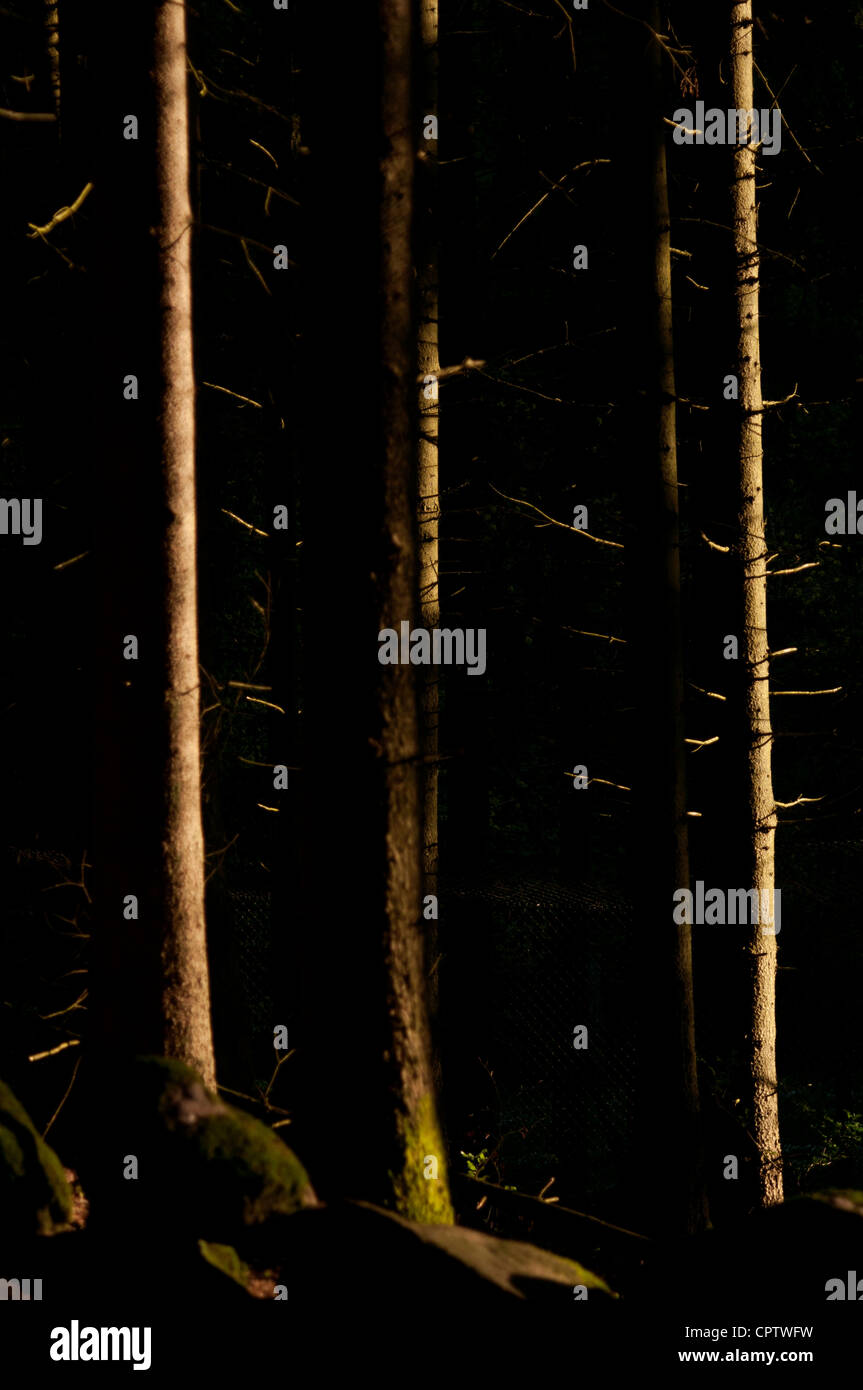 Swedish forest hi-res stock photography and images - Alamy