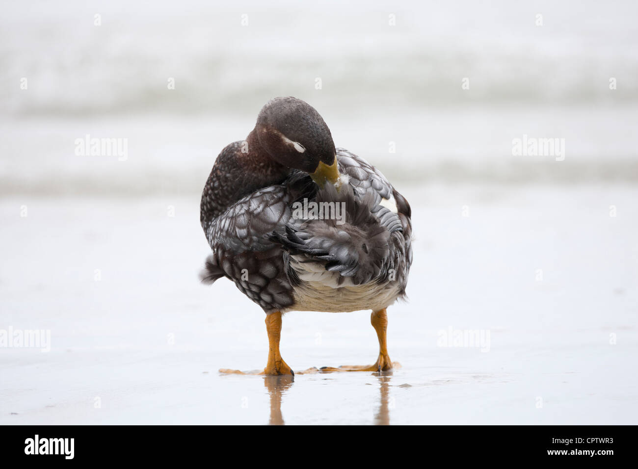 Falkland Steamer-Duck (Tachyeres brachypterus) female preening on a ...